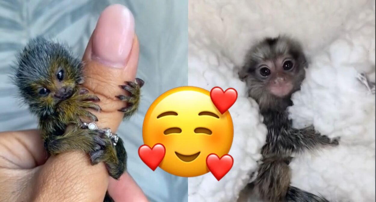 La scimmia più piccola del mondo ha qualcosa in comune con il leone: ecco cosa